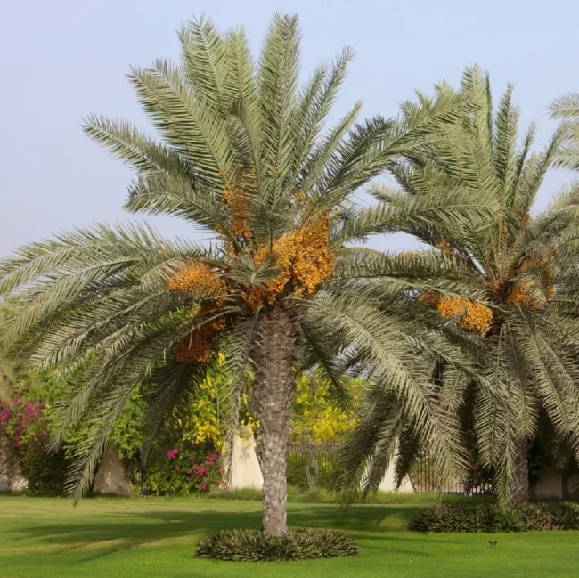 Palmier Dattier – Phoenix Dactylifera - Les Jardins de Gabiani